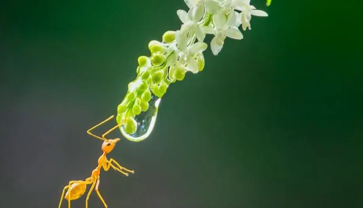 El primer plano de los insectos más increíbles - Diario La R