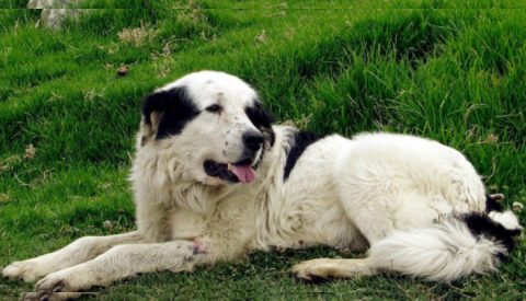 Mucuchíes: La raza del perro Nacional de Venezuela - Diario La R