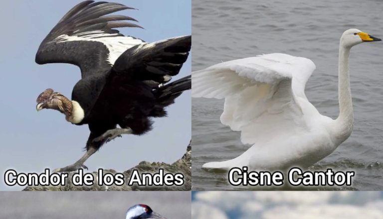 Las aves más grandes del planeta - Diario La R