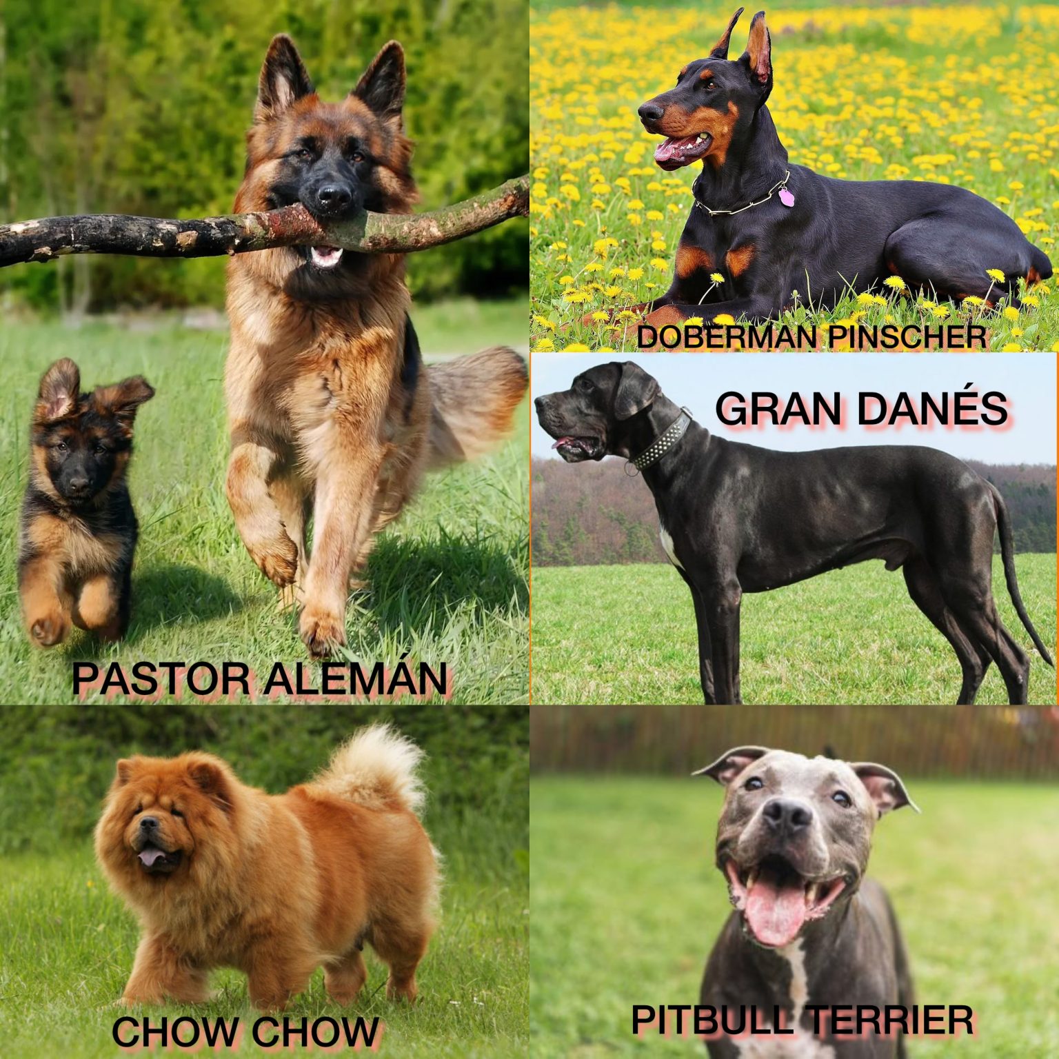 Los perros más protectores y su desenvolvimiento con las personas ...