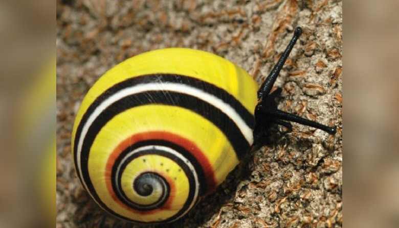 Riqueza natural entre las más bellas del mundo: Polymita Picta - Diario ...